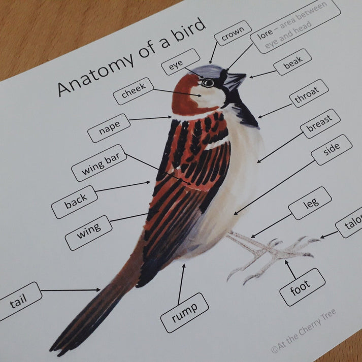 Bird Anatomy Poster - PDF – At the Cherry Tree